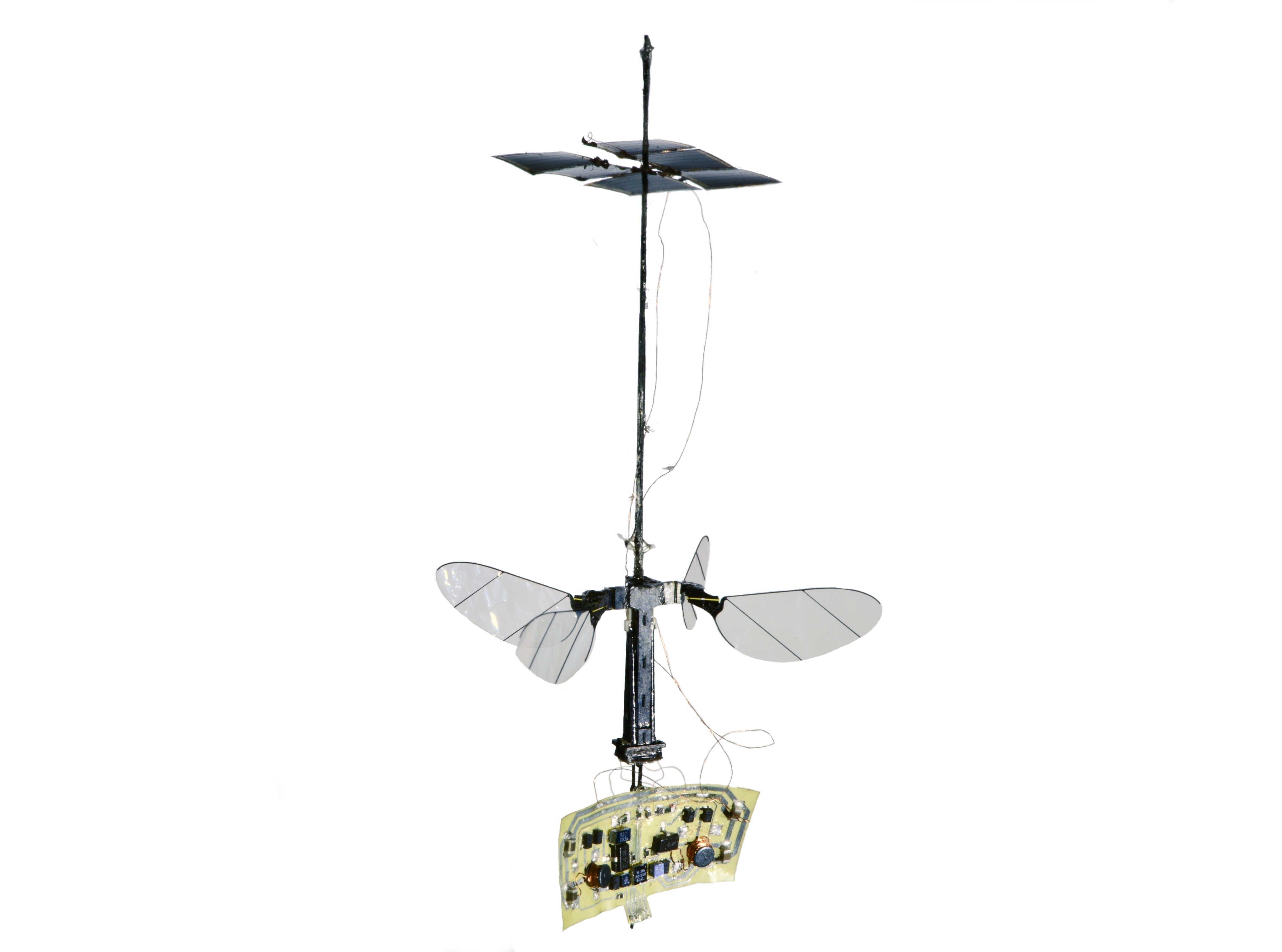 The RoboBee flies solo | Harvard John A. Paulson School of Engineering ...