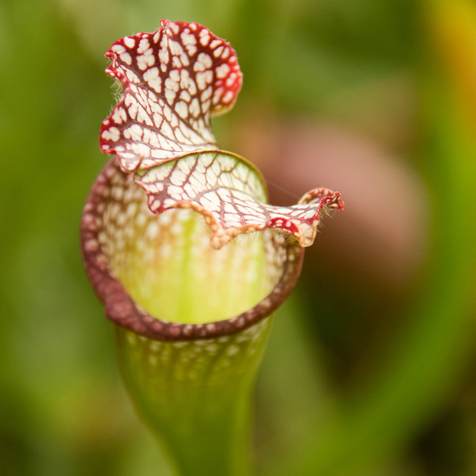 Slippery slope: researchers take advice from carnivorous plant ...