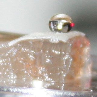 A pesky bacterial slime reveals its survival secrets | Harvard John A ...