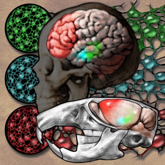 Multiregional brain on a chip