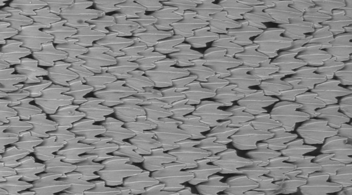 Using shark scales to design better drones, planes, and wind turbines