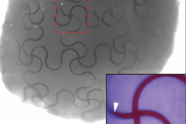 Jia Liu | Harvard John A. Paulson School of Engineering and Applied ...