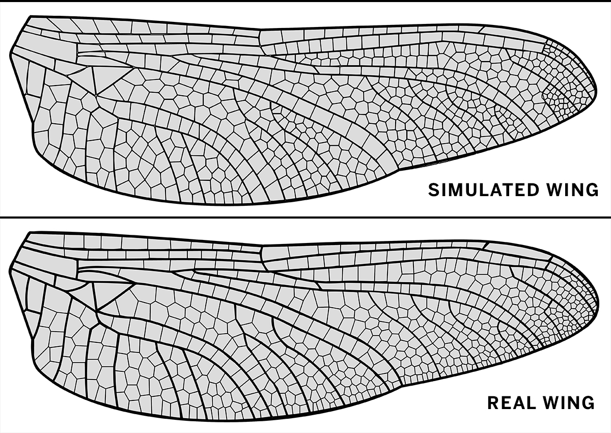 Lord of the wings | Harvard John A. Paulson School of Engineering and ...